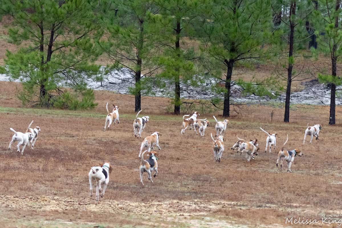 About – The Camden Hunt